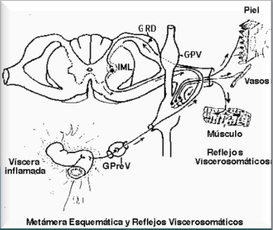 Importancia de la metámera – Acupuntura Neurofuncional